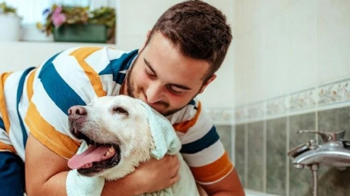 Cuáles son las 3 razas de perros más fáciles de domesticar