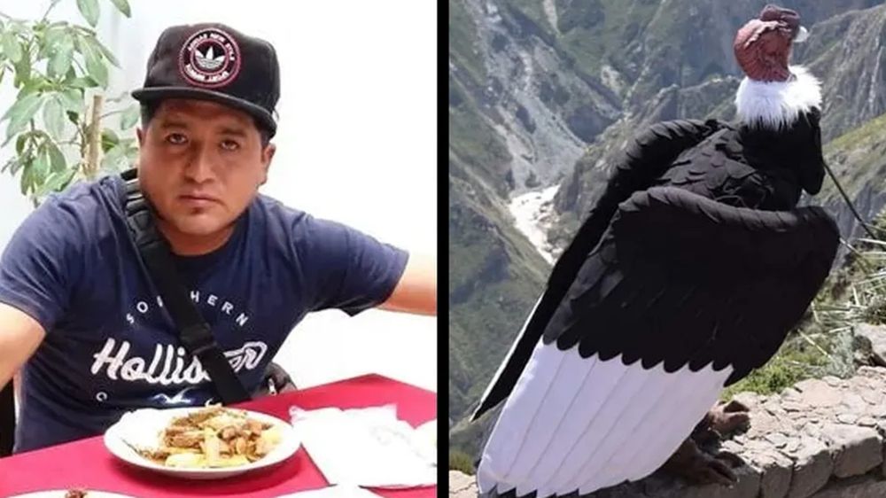 La verdad detrás del cóndor andino que sorprendió a motoqueros al ...