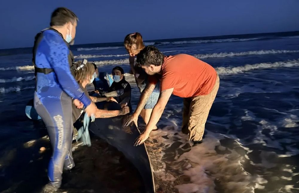 Cómo es el zifio, el animal poco conocido que apareció en la playa de ...