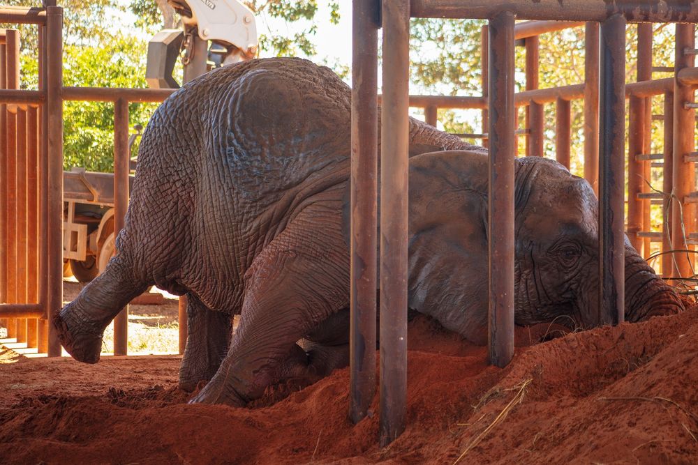La elefanta Kenya llegó al Santuario de Brasil tras 5 días de viaje ...