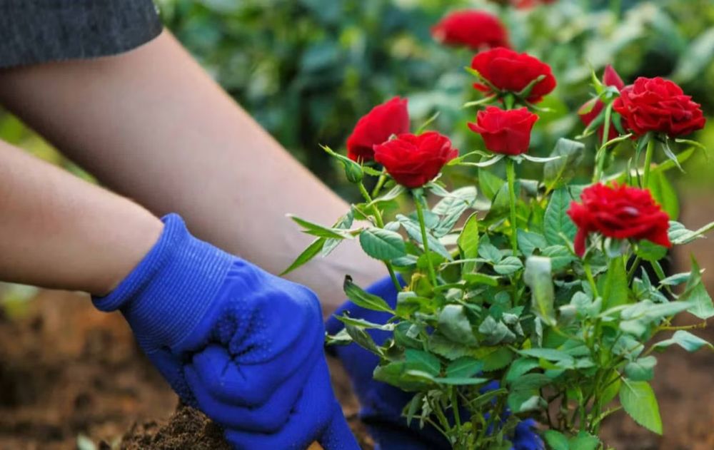 Multiplicá tu rosal: cómo y cuándo reproducir esta planta para tener ...