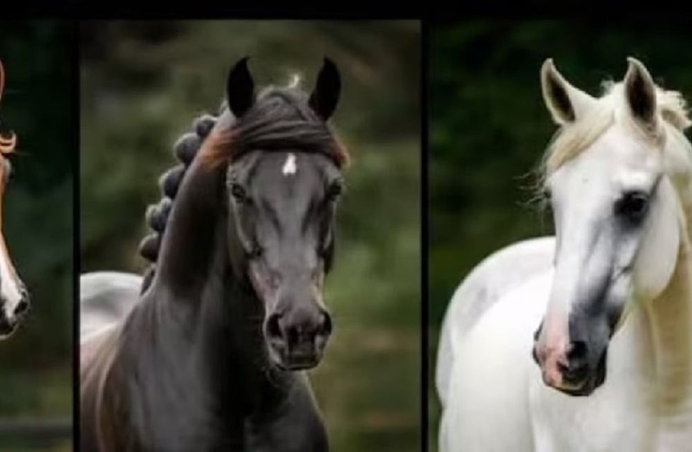 El reto visual que revela las fortalezas de tu carácter dependiendo el ...