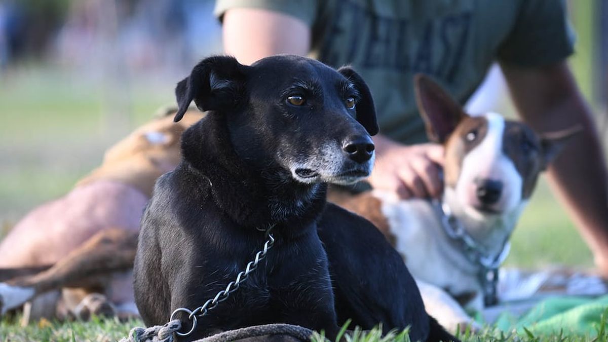 Determinaron que los perros mestizos tienen ADN más complejo y con ...