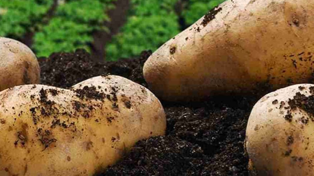 Papa semilla: Malargüe y El Sosneado se afianzan como una de las ...