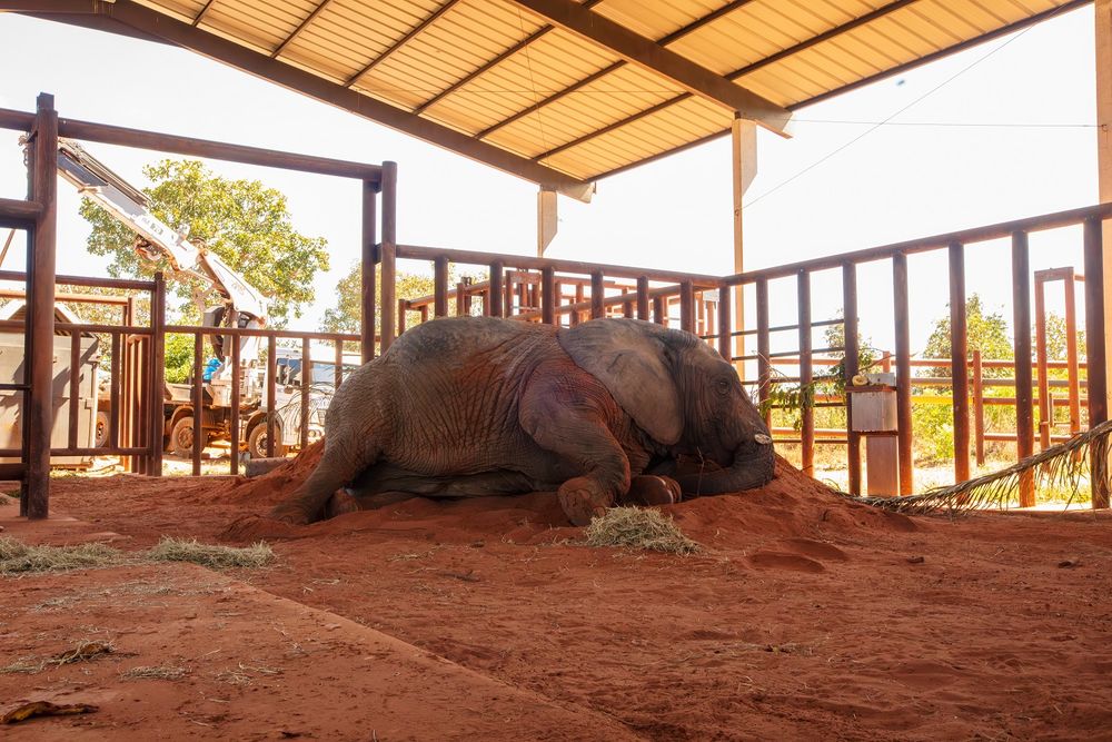 La elefanta Kenya llegó al Santuario de Brasil tras 5 días de viaje ...