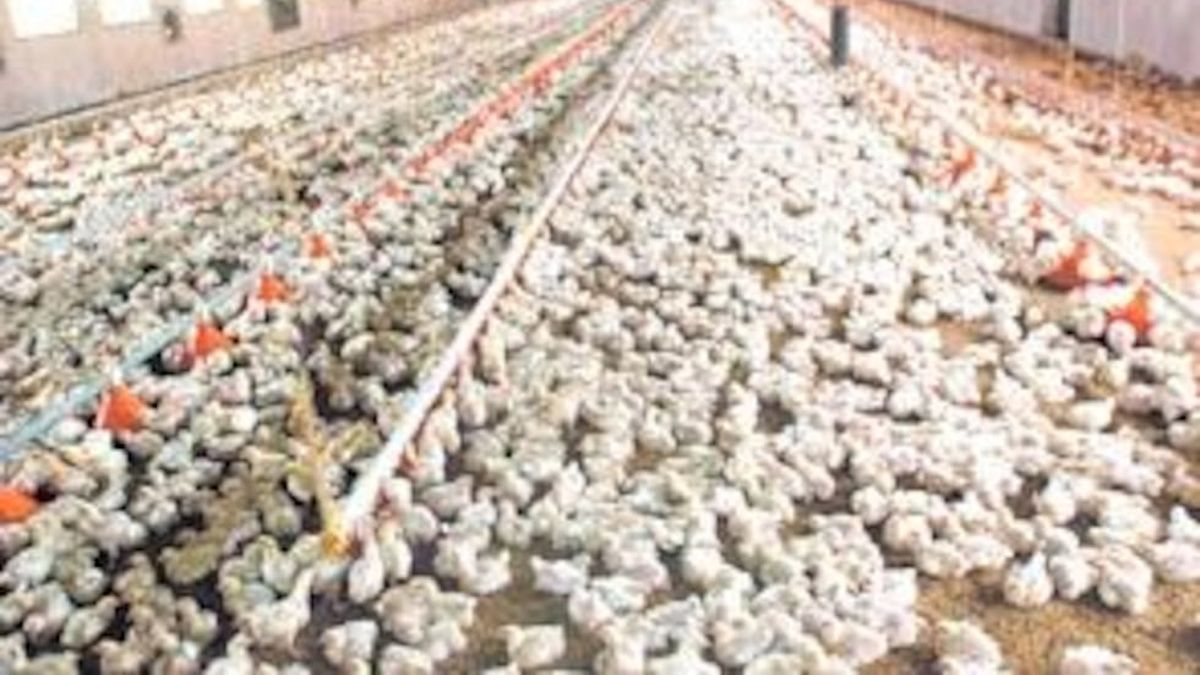 Cae una banda narco que escondía droga en un criadero de pollos