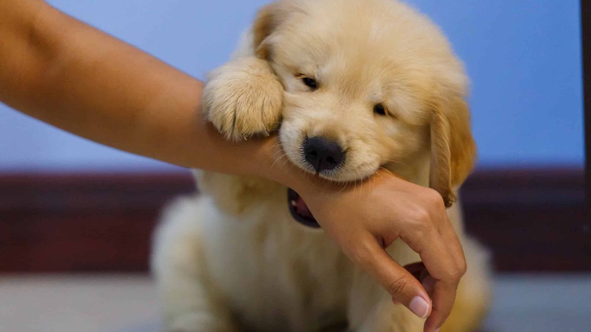 Qué significa que mi perro muerda suave mi mano o brazo