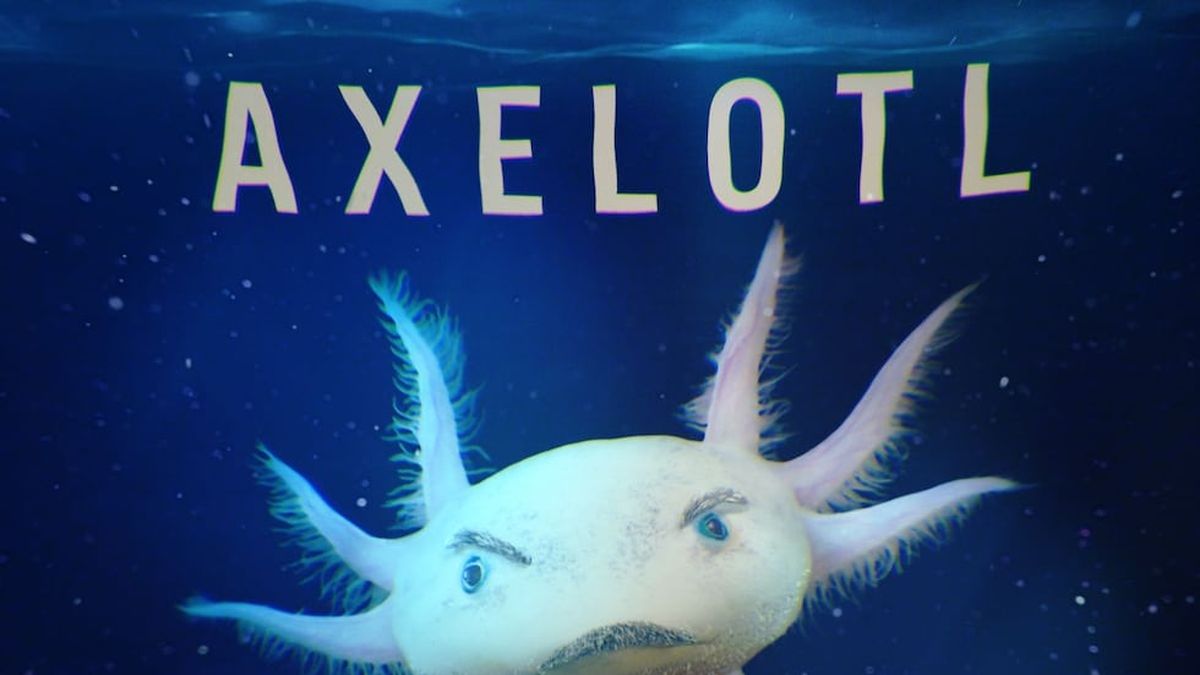“Axelotl”, la nueva y maravillosa obra musical de Axel Krygier