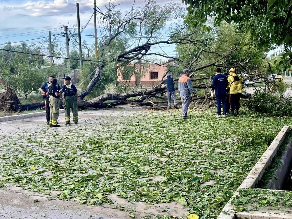 Breve y feroz: temporal castigó a Santa Rosa y dejó un paisaje de daños ...