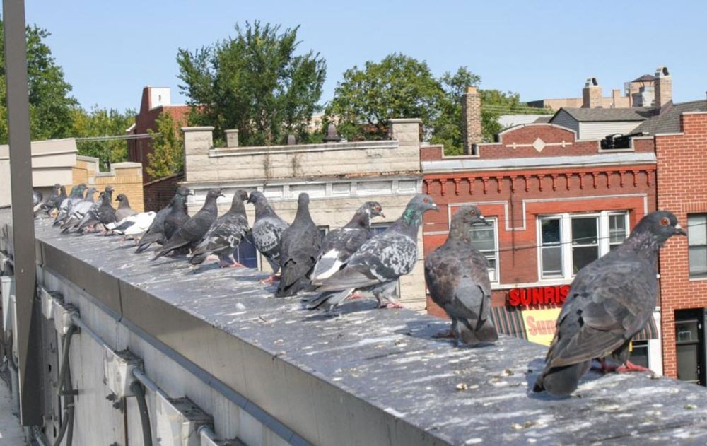 Cómo deshacer la suciedad de las palomas en los balcones con una ...