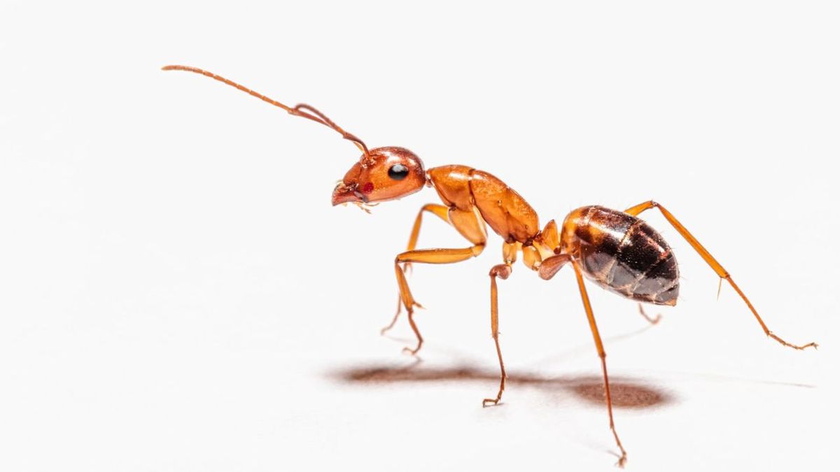 No más veneno para las hormigas: este es el método casero y efectivo ...