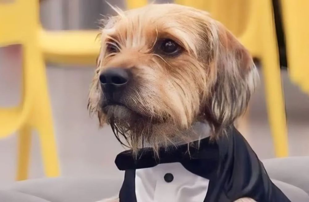 Qué pasó con Bigote, el perro que formó parte de Gran Hermano Chile