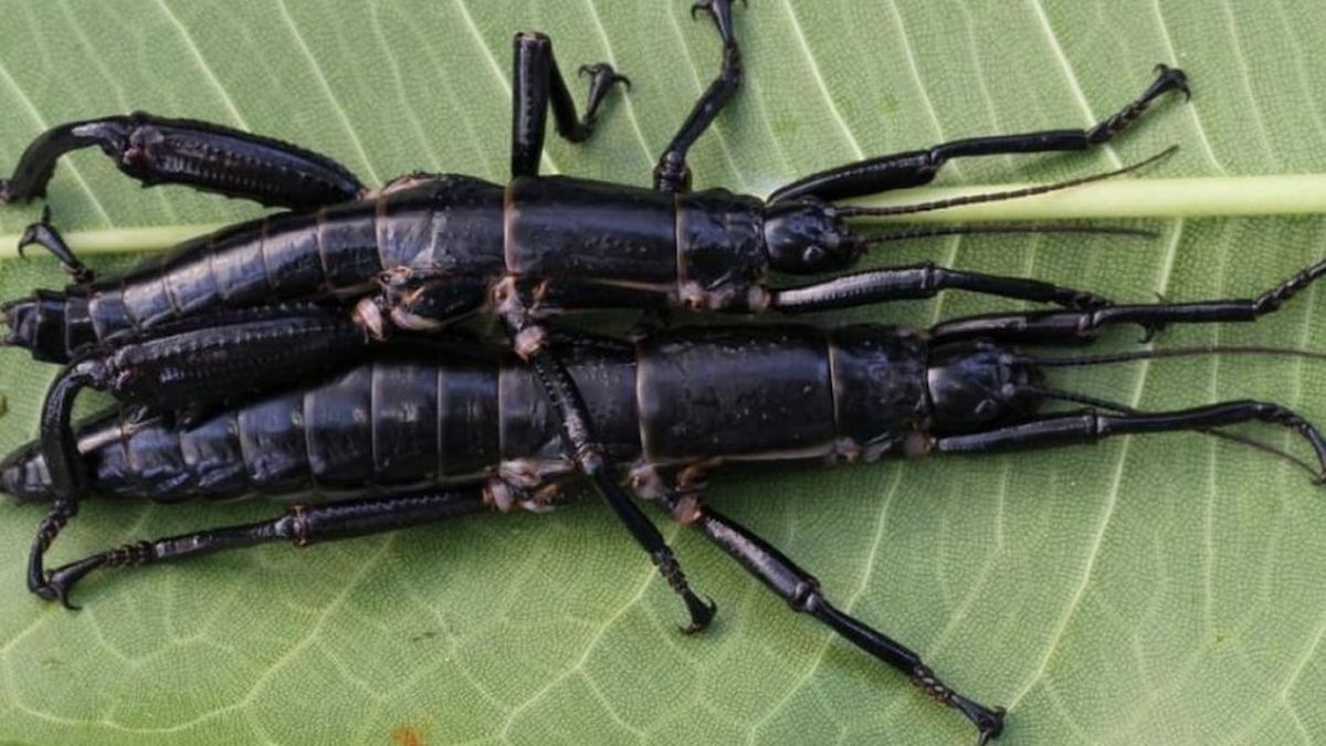 Localizaron a uno de los insectos “más raros de mundo” que creían ...