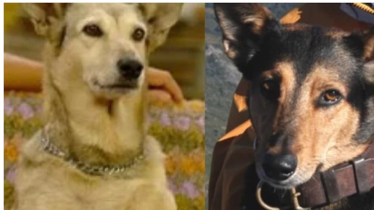 Qué fue de Betún y Fatiga, los perros más famosos de la TV argentina