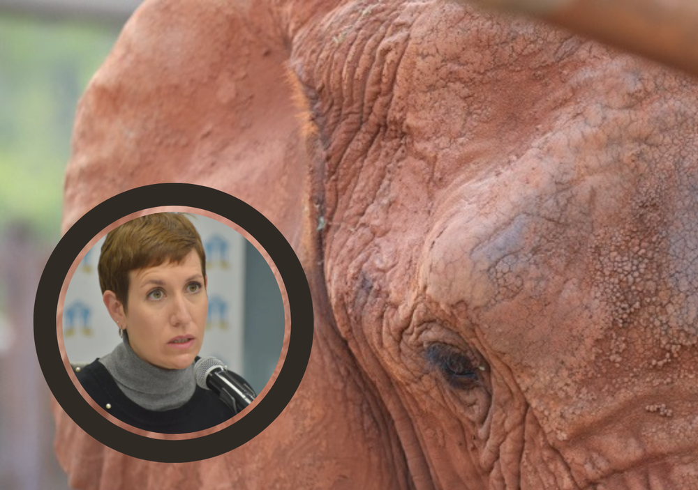 Dudas por la muerte de la elefanta Kenya en el Santuario: Queremos ...