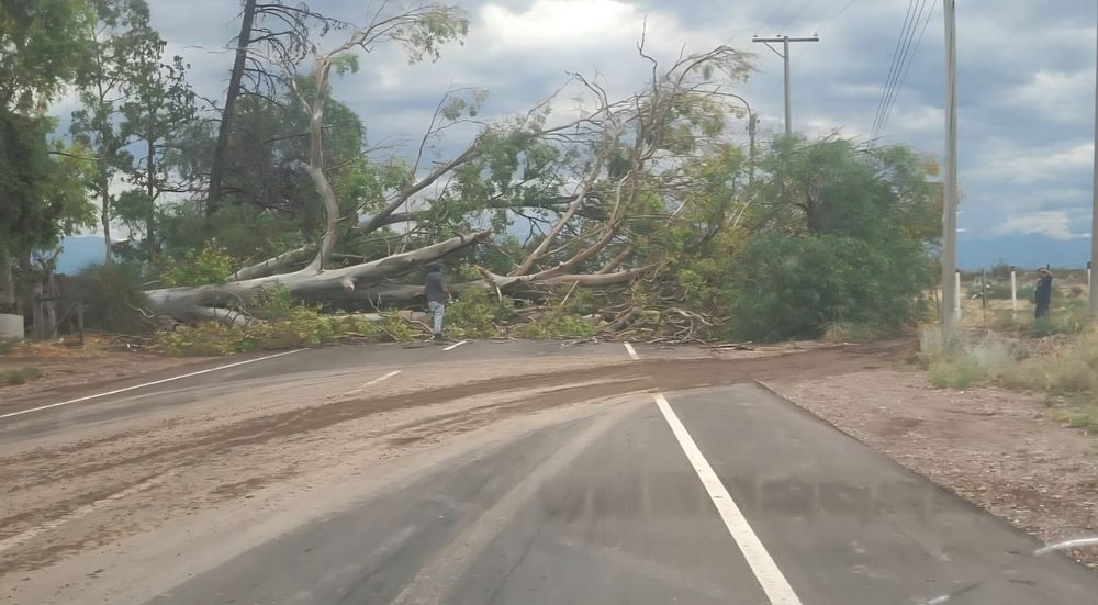 Severa tormenta en Mendoza: árboles caídos, cortes de luz y calles ...