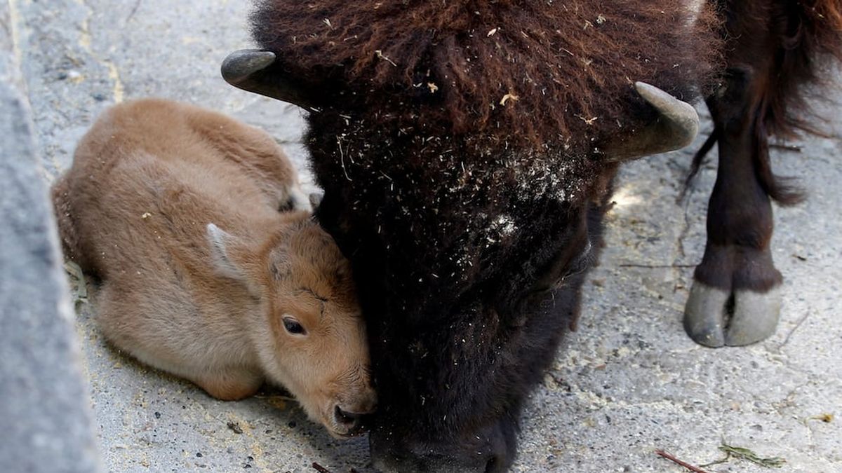 Una ternura: celebran el nacimiento de un extraño bisonte blanco en ...