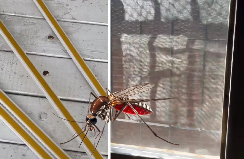 Cómo hacer un mosquitero para ventana fácil, muy barato y con solo dos ...