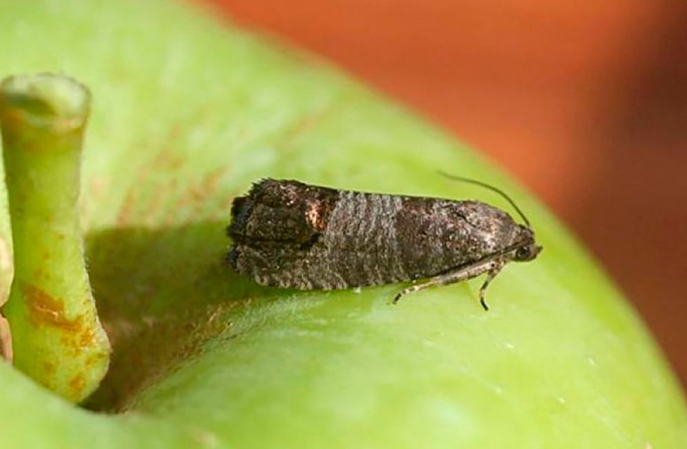 ¿Cómo proteger a los frutales mendocinos de la Carpocapsa?
