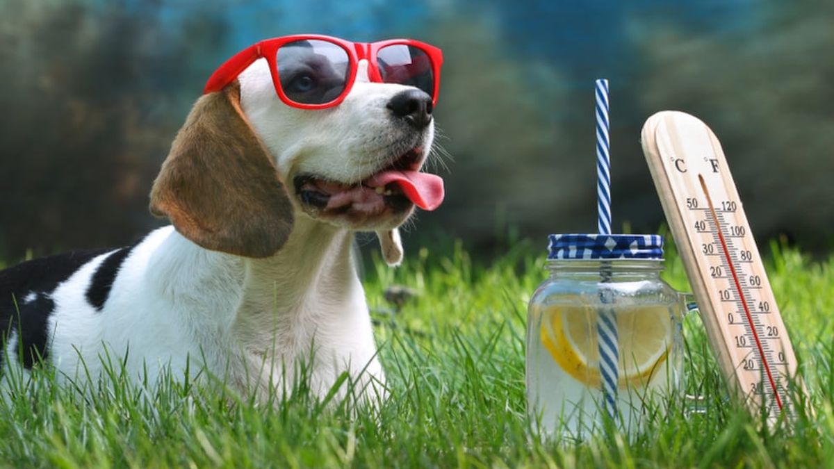 Cuáles son las 3 razas de perros que mejor toleran el calor