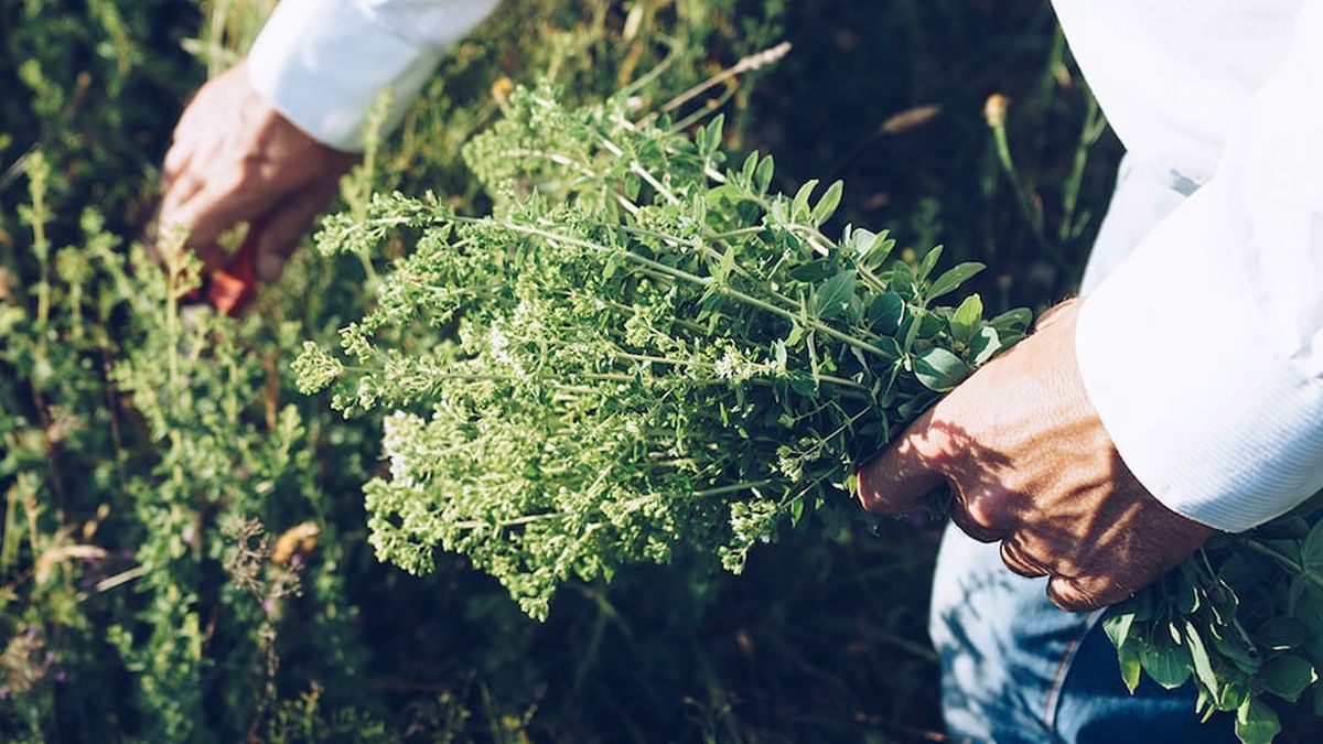 El orégano de Mendoza obtiene Indicación Geográfica: logro para la ...