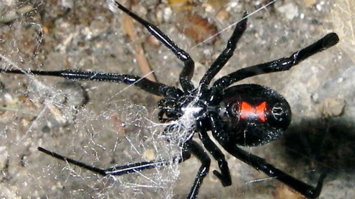 Lo picó una viuda negra y se salvó gracias al antídoto: cómo reconocerlas y qué hacer ante un ataque