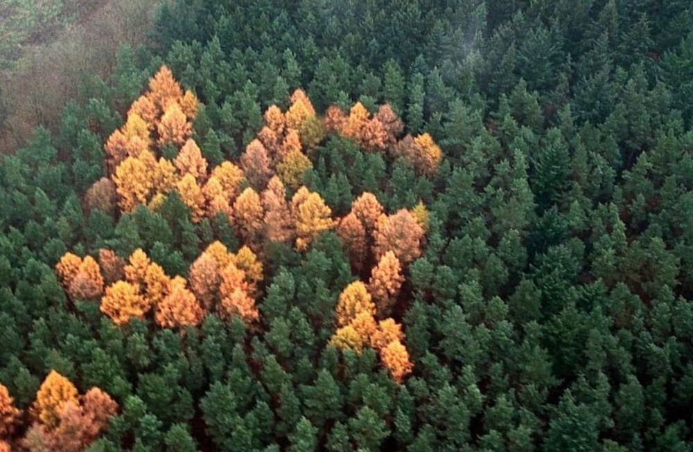 El misterio de la esvástica del bosque: la cruz nazi formada por 150 ...