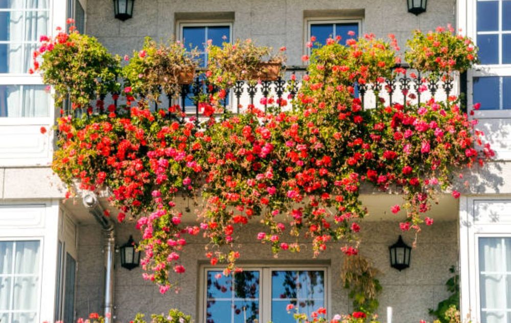 La planta ideal para balcones o terrazas: aleja mosquitos, tiene flores ...