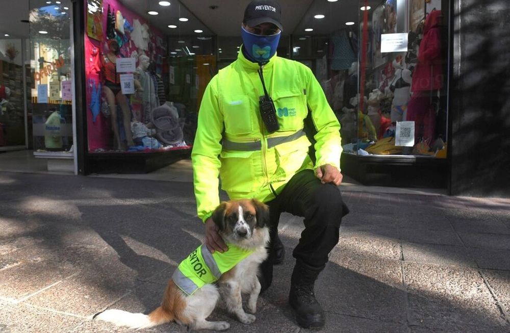 Firulais, el simpático perro callejero que se convirtió en preventor de ...
