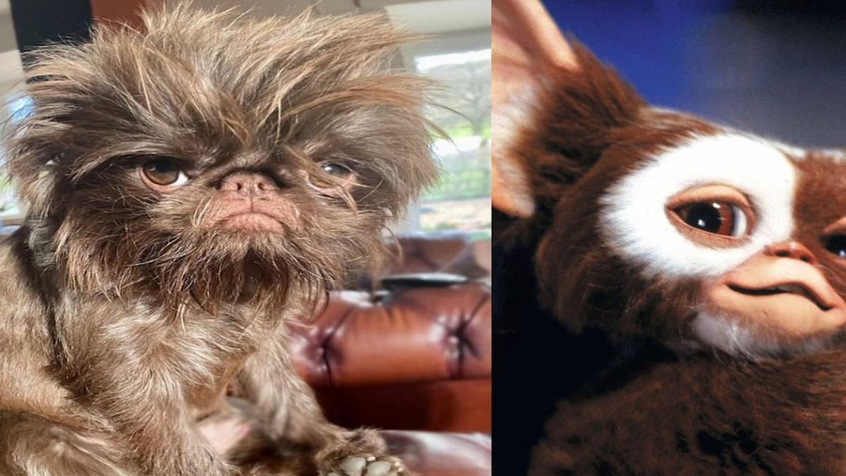 Proshka, el perro que es sensación en las redes por su peculiar ...