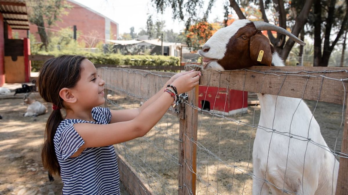 Furor por las granjas: cuánto cuesta la experiencia de un día de campo ...