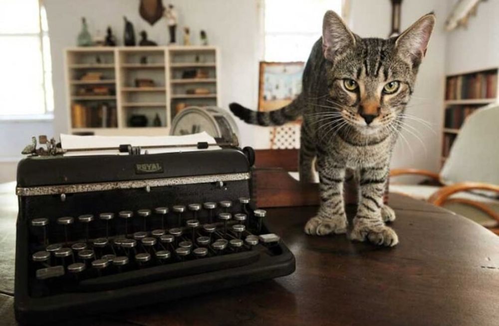 Por qué es mejor un gato como mascota que un perro: la respuesta de la ...