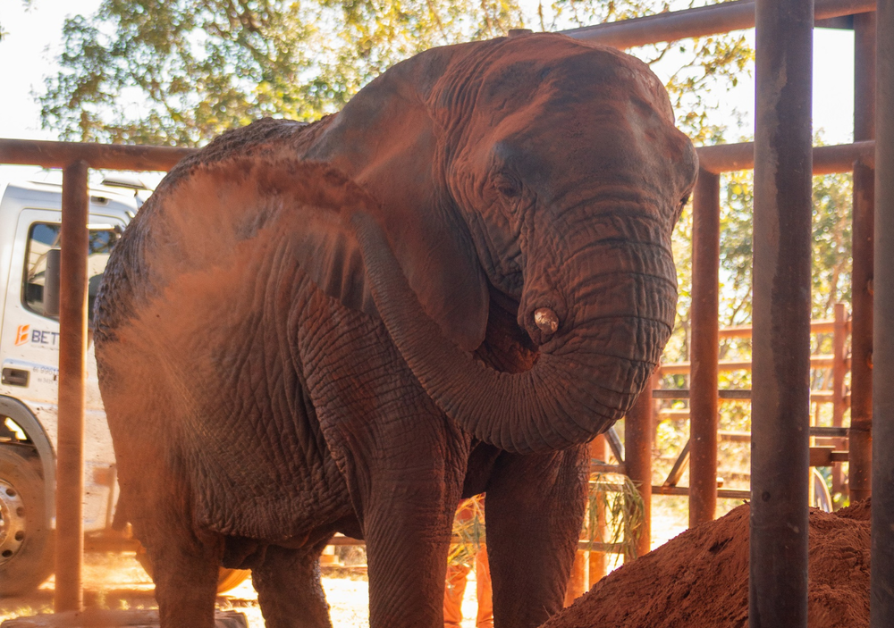 Habló el director del Santuario donde murió Kenya: Nadie hace preguntas ...