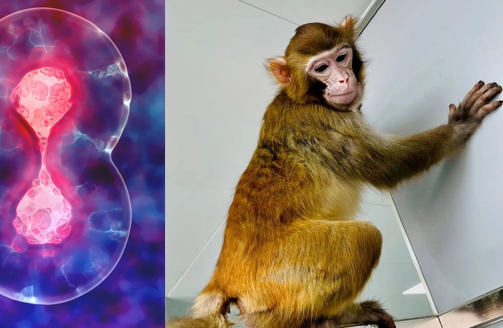 Científicos chinos clonaron con éxito un mono macaco: se llama Retro ...