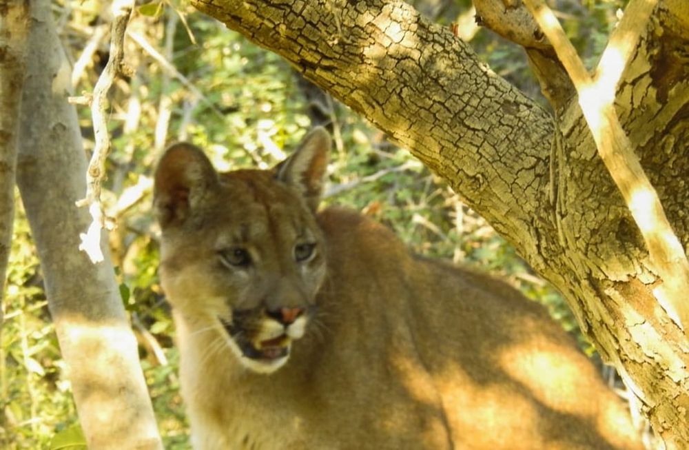 El puma, el avance humano y las áreas de fauna autóctona