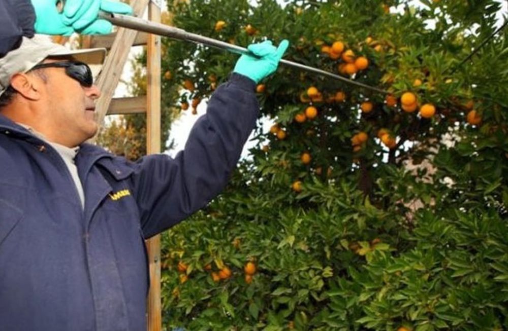 Impulsan el control de plagas en cítricos durante el invierno