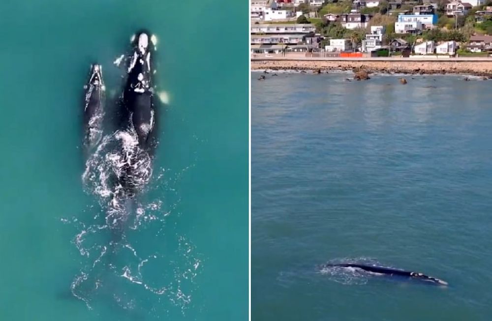 Inédito: así captaron una ballena con su cría en las playas de Concón