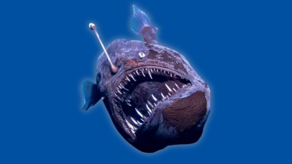 Insólito: revelaron el verdadero tamaño del pez Diablo Negro y ...