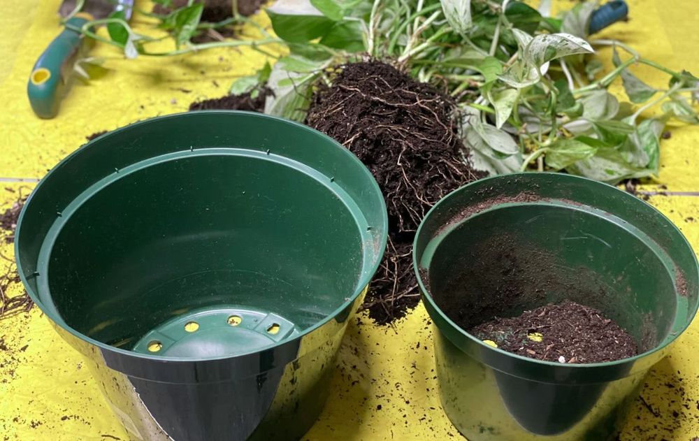 No lo sabías: cómo trasplantar una planta sin que se seque