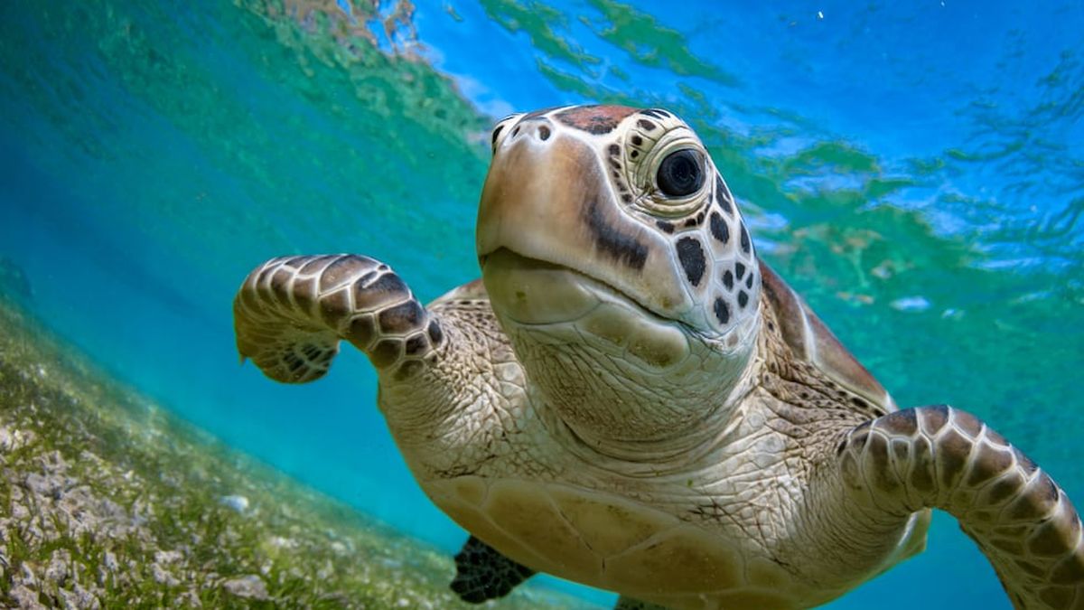 Mueren nueve personas y hospitalizan a otras 78 por consumir carne de ...