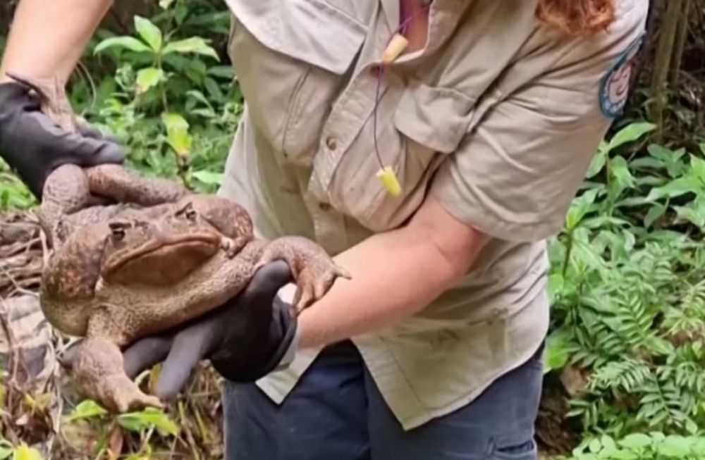 “Toadzilla”, el sapo de casi 3 kilos hallado en Australia
