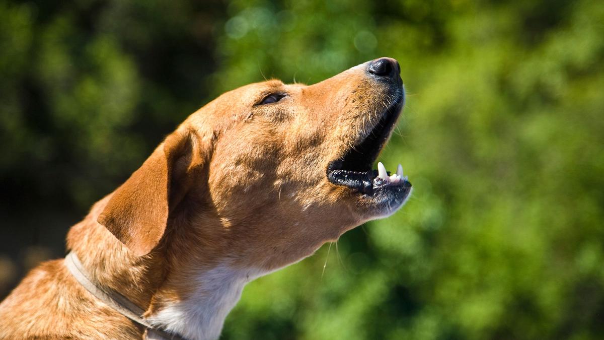 Descubrí por qué tu perro le ladra a solo algunas personas y a otras no