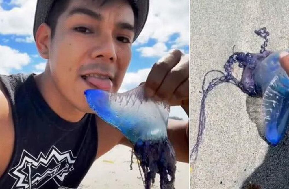 Viral: se filmó lamiendo una de las criaturas más venenosas del mundo y ...