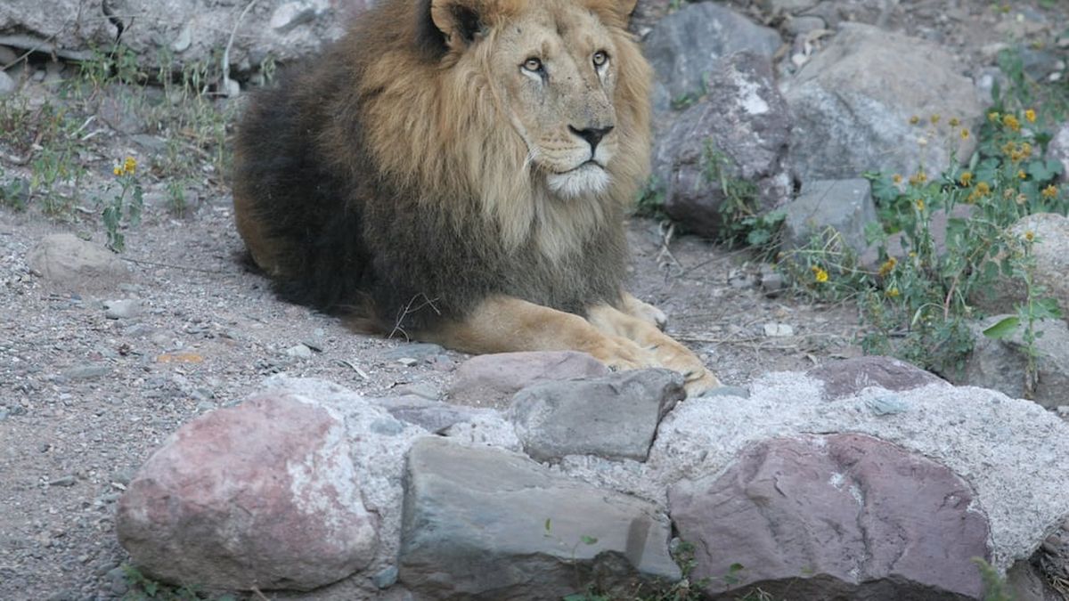 Un león le arrancó un brazo cuando era niño y, de adulto, fue condenado por un terrible hecho