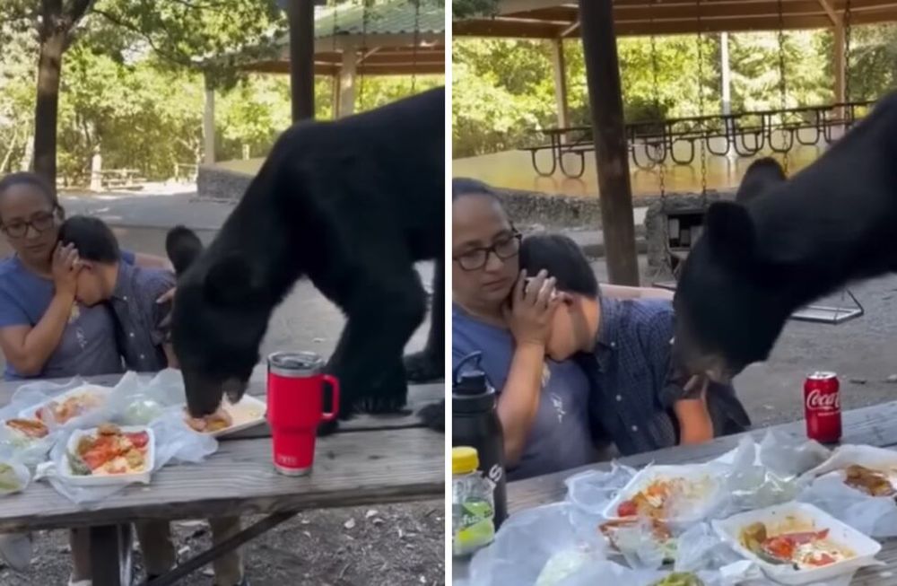 Video: una mujer almorzaba con su hijo en un parque, apareció un oso y ...