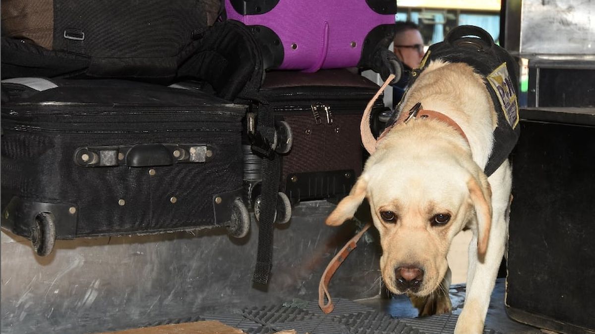 Se agrandó la familia: ya son 15 los perros adiestrados para detectar ...