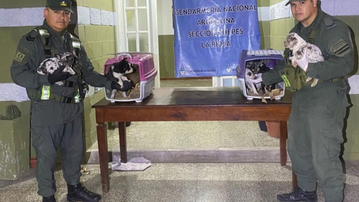 Detenido por maltrato animal: traía a Mendoza 8 perritos de raza en un ...