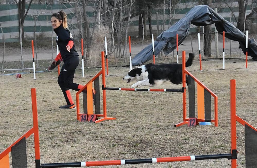 Claves y trucos del Agility, la disciplina de destrezas que es ideal ...