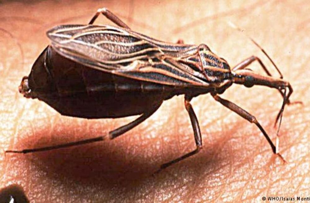 Nueva guía para el diagnóstico y tratamiento del Chagas
