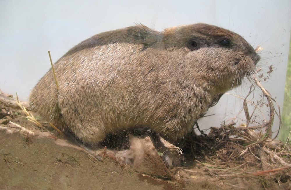 Descubren dos nuevas especies de roedores tuco-tucos